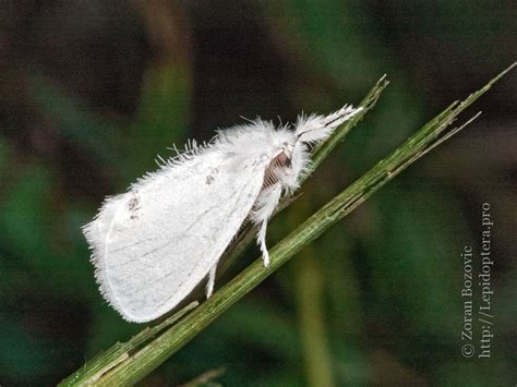 Photo 31095 Euproctis Similis