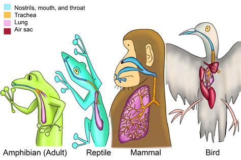 Reptiles Respiratory System
