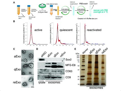 Nsc Exosomes Collection And Quality Examination A Exosome