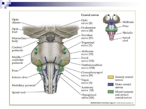 Anatomy Of The Pons