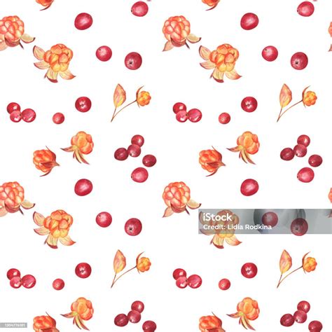 클라우드베리와 크랜베리는 흰색 고립 된 배경에 매끄러운 패턴을 합니다 수채화 일러스트레이션 직물 포장지 및 배경 화면을위한 좋은 디자인 농가와 코티지 스타일에 적합합니다 0