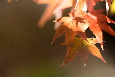 How Fast Do Red Maple Trees Grow Discover Their Growth Rate