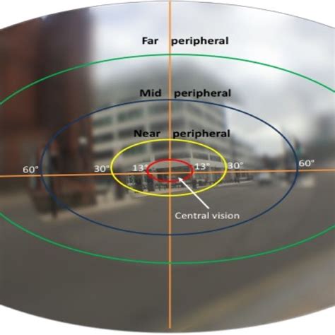 Human Field Of View Fov For Both Eyes Showing Different Levels Of Download Scientific Diagram