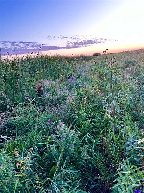 Minnesota Native Prairie Plants