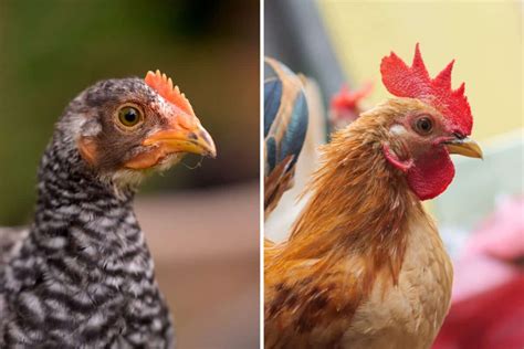 10 Ways To Tell If Chicks Are Hens Or Roosters