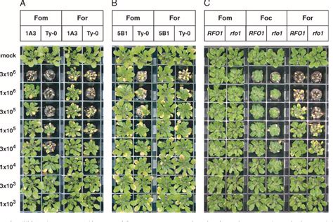 Fusarium Oxysporum Semantic Scholar