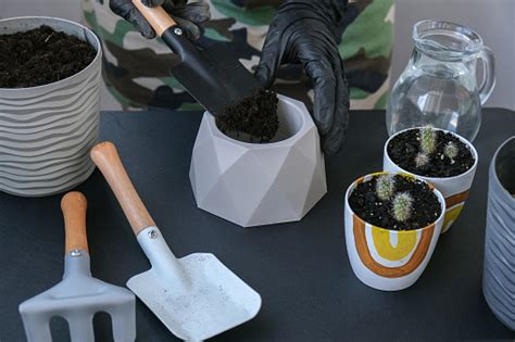 선인장 들고 여성의 손의 클로즈업 샷 홈 가든 컨셉 원예 도구 정원사의 작업장 양동이에 지구 식물 관리 꽃 식물에 대한 스톡