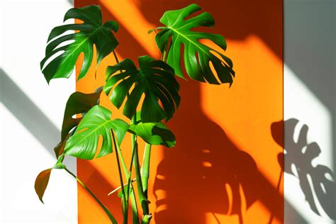 8 растений которые нельзя держать дома если не хотите разрушить