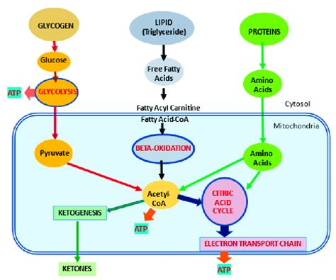 Role Amino Acids Lipids Fatty Acids In The Brain Metabolism