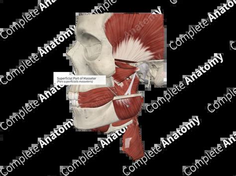 Superficial Part Of Masseter Complete Anatomy