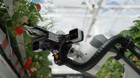 Ömer Kurkutlu Auf Linkedin Berry Harvesting Robot Introduced And