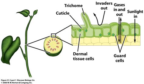 โครงสร้างพืช Plant Structure