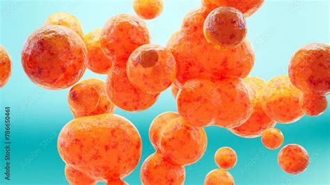 Fat Cells Adipocyte And Lipocyte Cholesterol In A Cells White Fat Cells Contain A Large Lipid