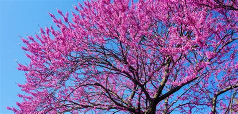 TLC Tree Shrub Food Formulated For Oklahoma TLC Garden Centers