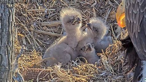Eaglet Rescued After Nest Collapse In Virginia As Livestream Continues