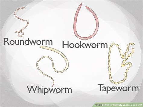 Roundworms Vs Tapeworms In Cats