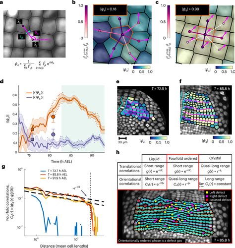 Dynamics Of A Fourfold Orientationally Ordered Phase In Living Download Scientific Diagram