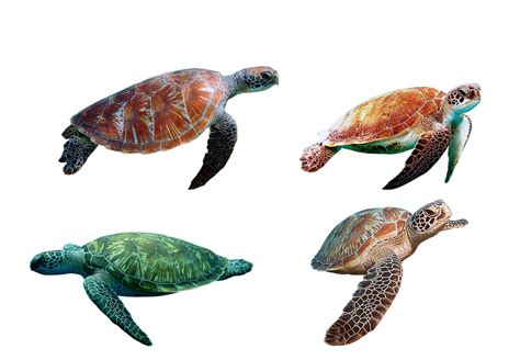 Kura Kura Ikon Gambar Gratis Di Pixabay Pixabay