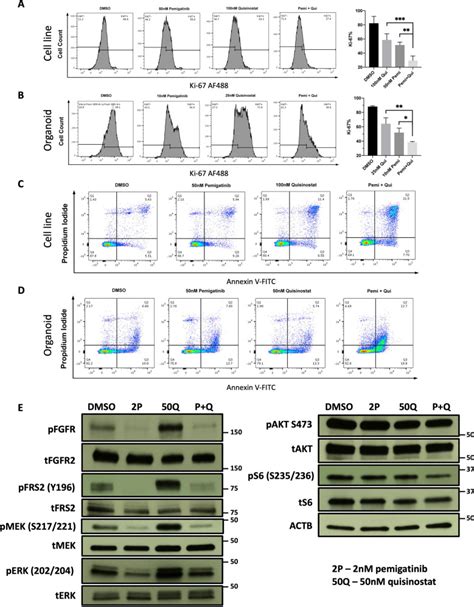 Leveraging Patient Derived Models Of Fgfr2 Fusion Positive Intrahepatic Cholangiocarcinoma To