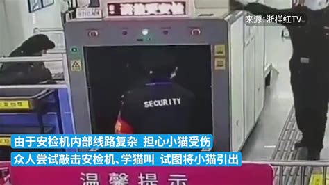 猫咪钻进地铁站安检机被引出 凤凰网视频 凤凰网