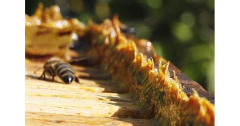 Прополисът от родопската пчела е уникален Български Фермер