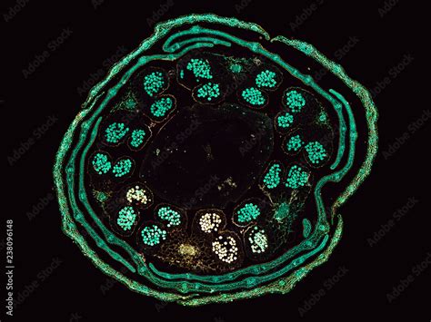 Brassica Oleracea Cabbage Flower Bud Cross Section Cut Under The