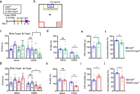 Lhpp Deficiency Induces Depression Like Behaviors In Mice Upon Csds A Download Scientific