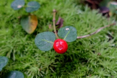 Mitchella Repens Partridgeberry Wildflowers Of The National Capital Region