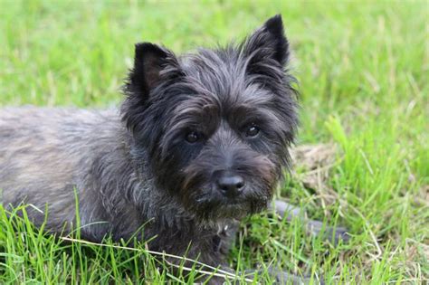 Black Cairn Terrier 14 Reasons Why You Should Never Own Cairn Terriers