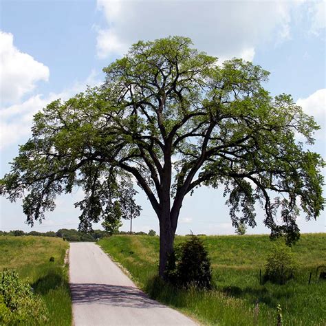 Princeton American Elm Trees For Sale