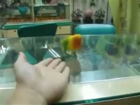 逼真的叫床聲 YouTube