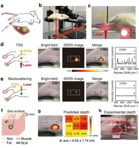 上海交大叶坚团队指导本科生在基于透射拉曼光谱的深层精准定位研究中取得重要进展 交大智慧 上海交通大学新闻学术网