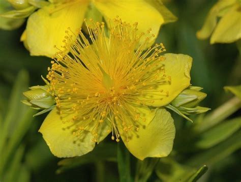 Hypericaceae Alchetron The Free Social Encyclopedia