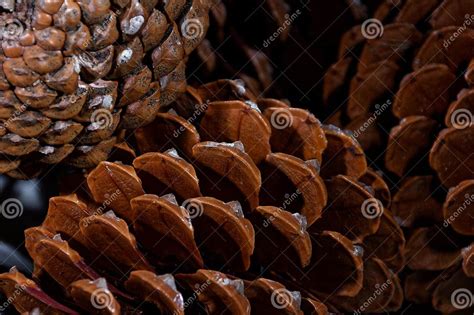 Biological Example Of Fibonacci Spirals Seen At A Pine Cone Stock Image Image Of Numbers