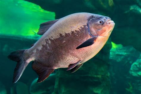 Rio Amazonas Fauna Amazon River Fish Best Known Species Rainforest