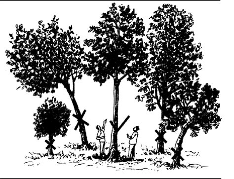 Selecting Desirable Trees As Shade For Cocoa Adapted From Mularwarman Download Scientific