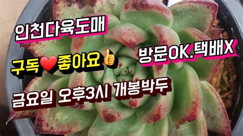 인천다육 내일 오후3시 신상다육 입고 노숙다육세일인천다육도매다육이싼집다육세일화분세일다육이름다육가격다육키우는법다육물관리천원다육다육심는법바위솔창군생