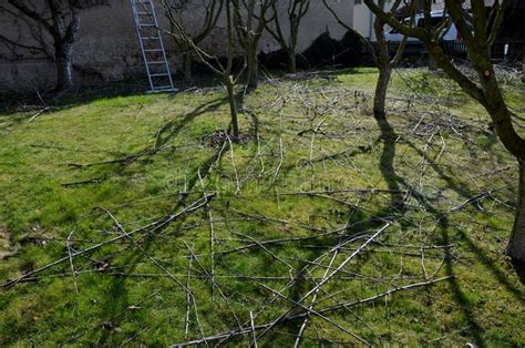 Regular Spring Rust Of Trees In The Orchard There Are Lots Of Cut Stock Image Image Of