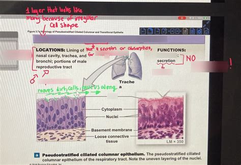 Pseudostratified Ciliated Columnar Epithelium Diagram Quizlet