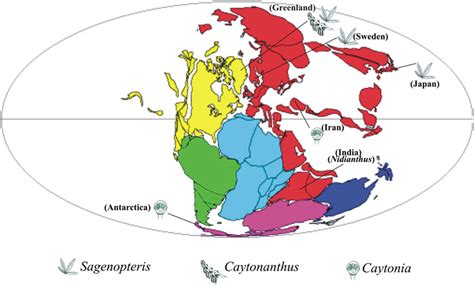Paleogeographical Distribution Of Caytonialean Plant Remains In The