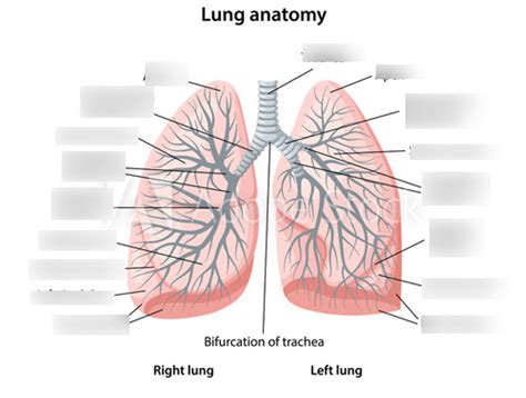 Lung Diagram Quizlet