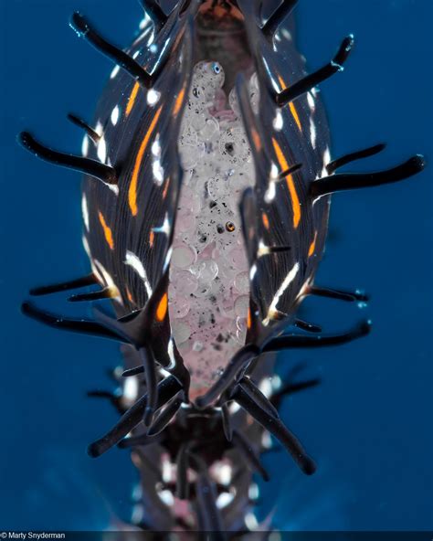 Capturing Critter Behavior At The Atlantis Dive Resorts