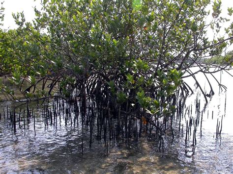 Mangrove Habitats