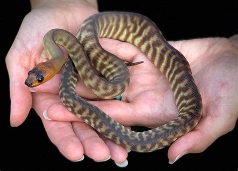 Z Out Of Stock Woma Python Aspidites Ramsayi Cb 2019 Ma Z Out Of Stock Woma Python Aspidites Ramsayi Cb 2019 Ma