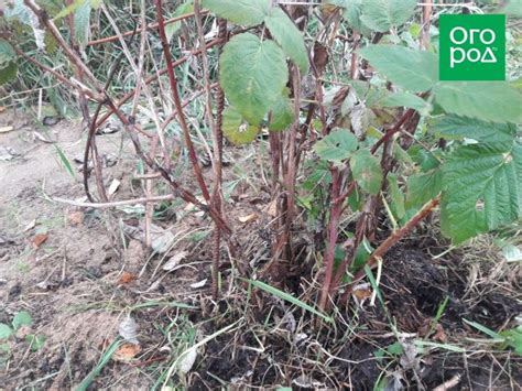 Як обрізати малину восени докладний майстер клас для початківців Моє домашнє натхнення