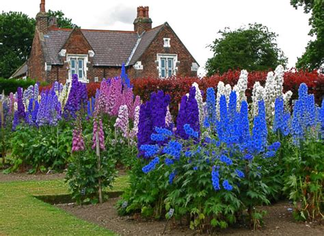 Неприхотливые и долгоцветущие цветы многолетники фото самых красивых цветов для сада и дачи