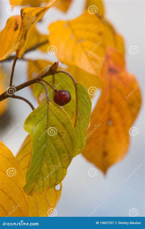 Typical Shades Of Autumn Stock Image Image Of Bush Drops Typical Shades Of Autumn Stock Image Image Of Bush Drops