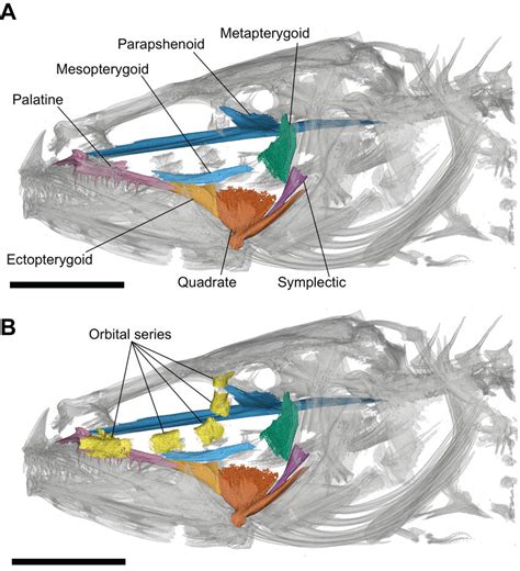 Ct Image Of The Lateral Left Side Of The Head Of Sio 20 41 Holotype