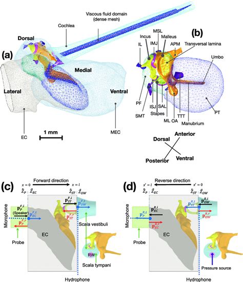 Color Online A Meshed Geometries Of The Ec Me Me Components And Download Scientific