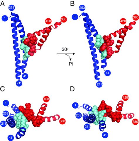 Comparison Of Interactions Between The γ Subunit And The α And Download Scientific Diagram